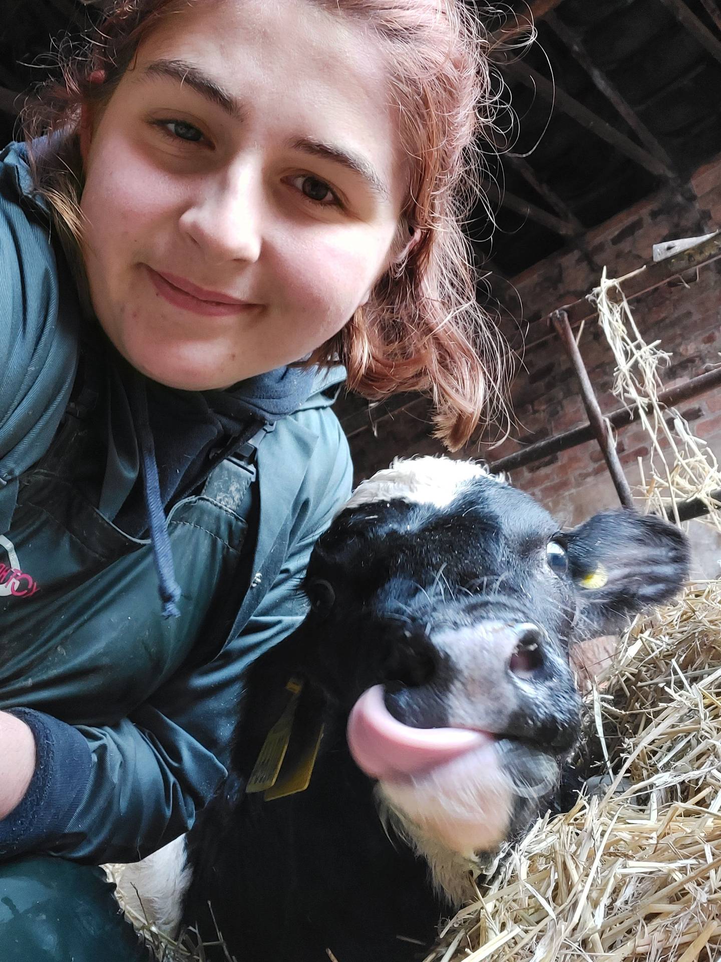 Natalie Stanley discusses her research into cattle physiotherapy and ...