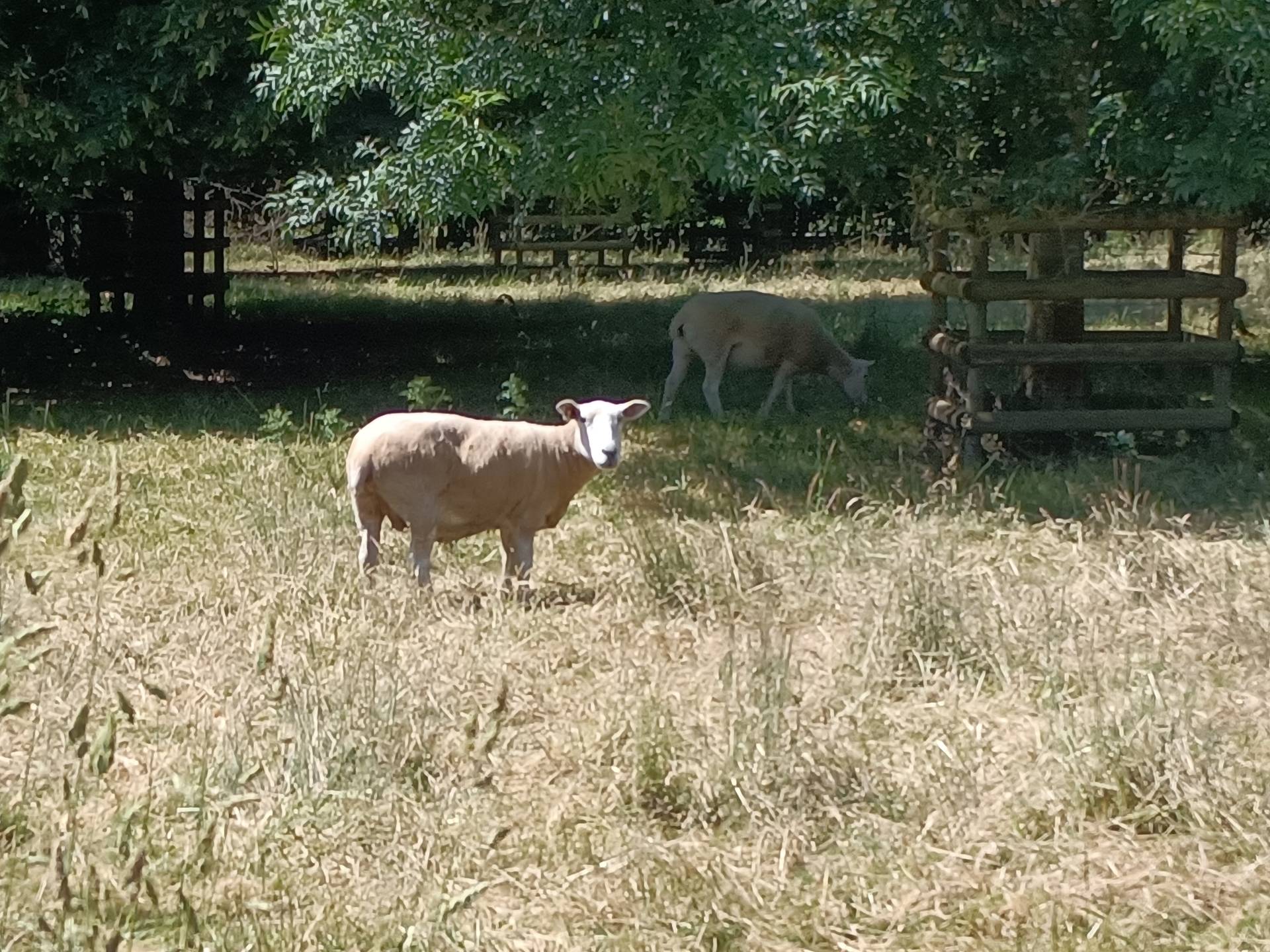 Sheep scab in Northern Ireland: Its distribution, costs and farmer ...