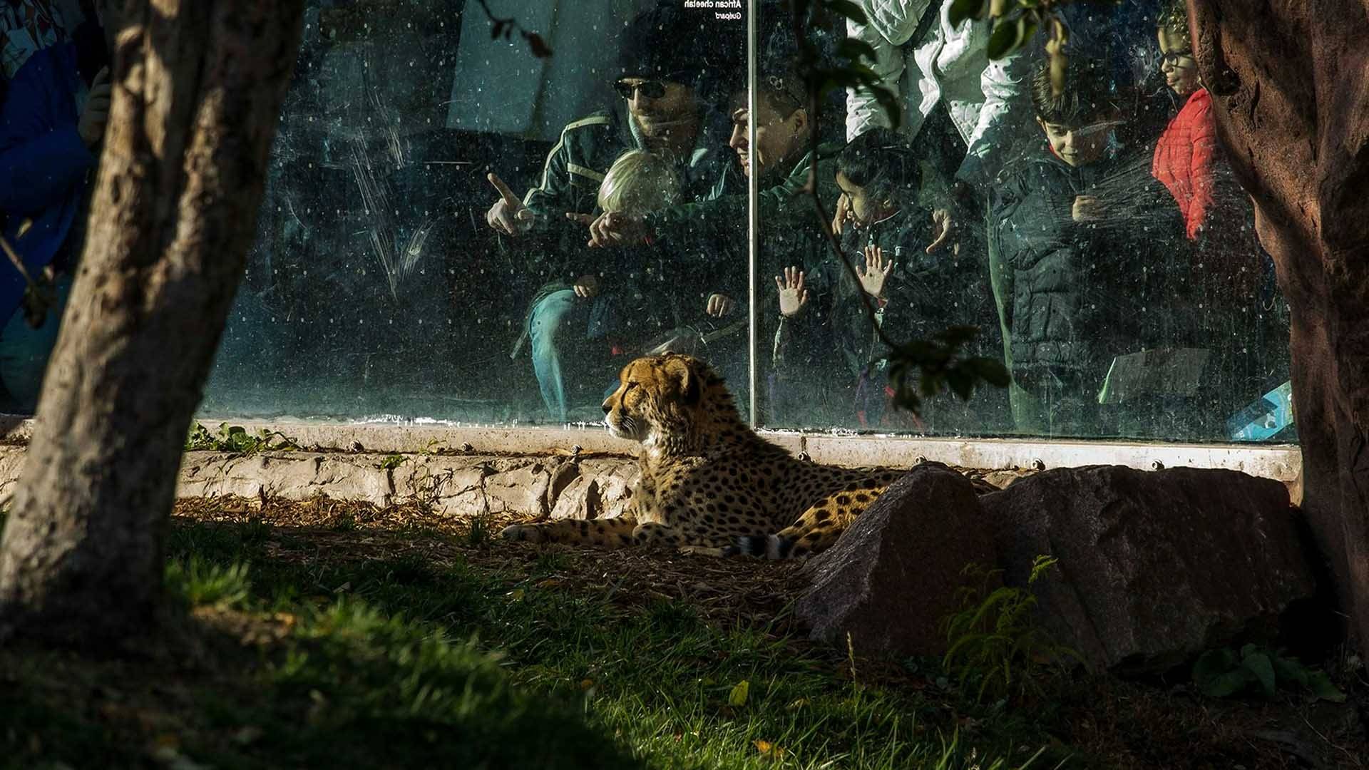 The Impact of Visitors on Non-Primate Species in Zoos: A Quantitative ...