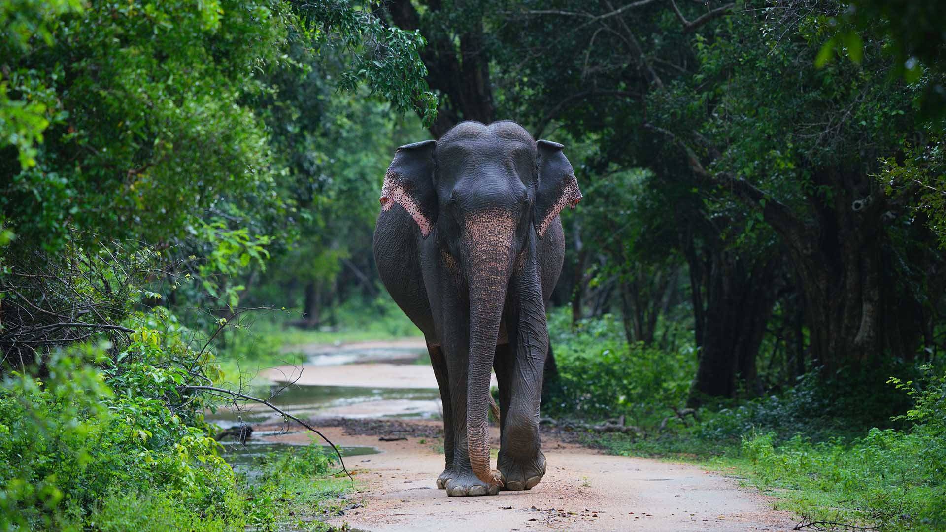 Personality in Asian elephants (Elephas maximus): Temporal stability ...