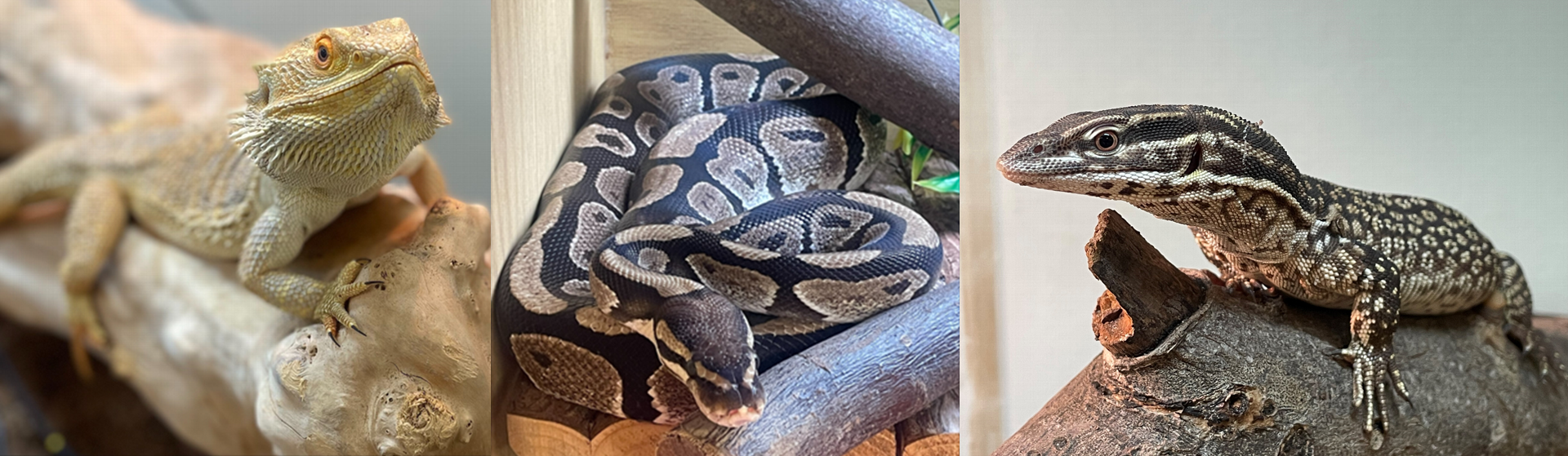 Introducing the Companion Animal House: the staff, the facilities and ...