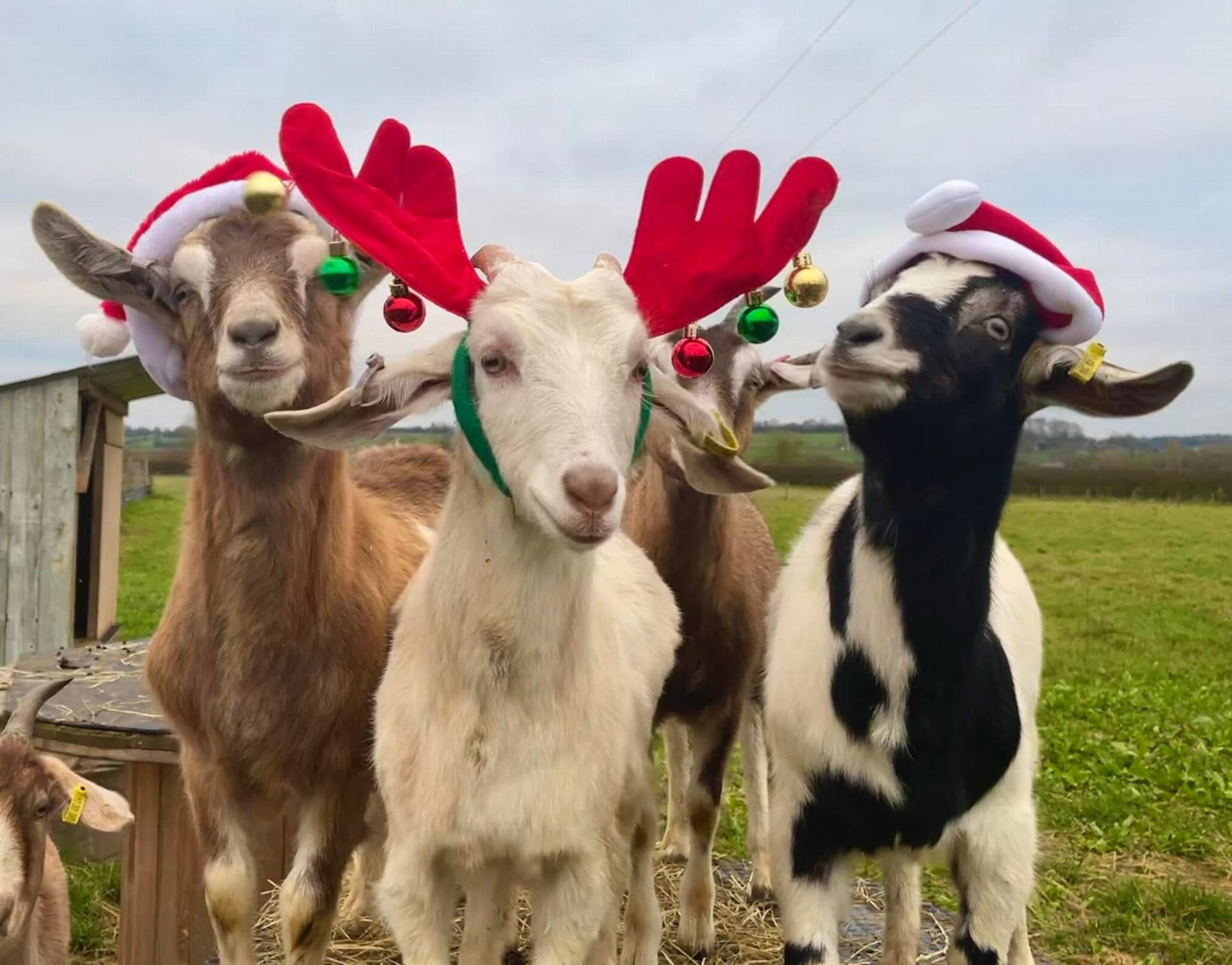 Merry Christmas from the Animal Behaviour and Welfare Research Group ...