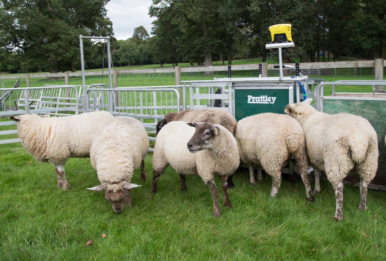 Love Lamb Week 2019 | Harper Adams University - All Harper Blog