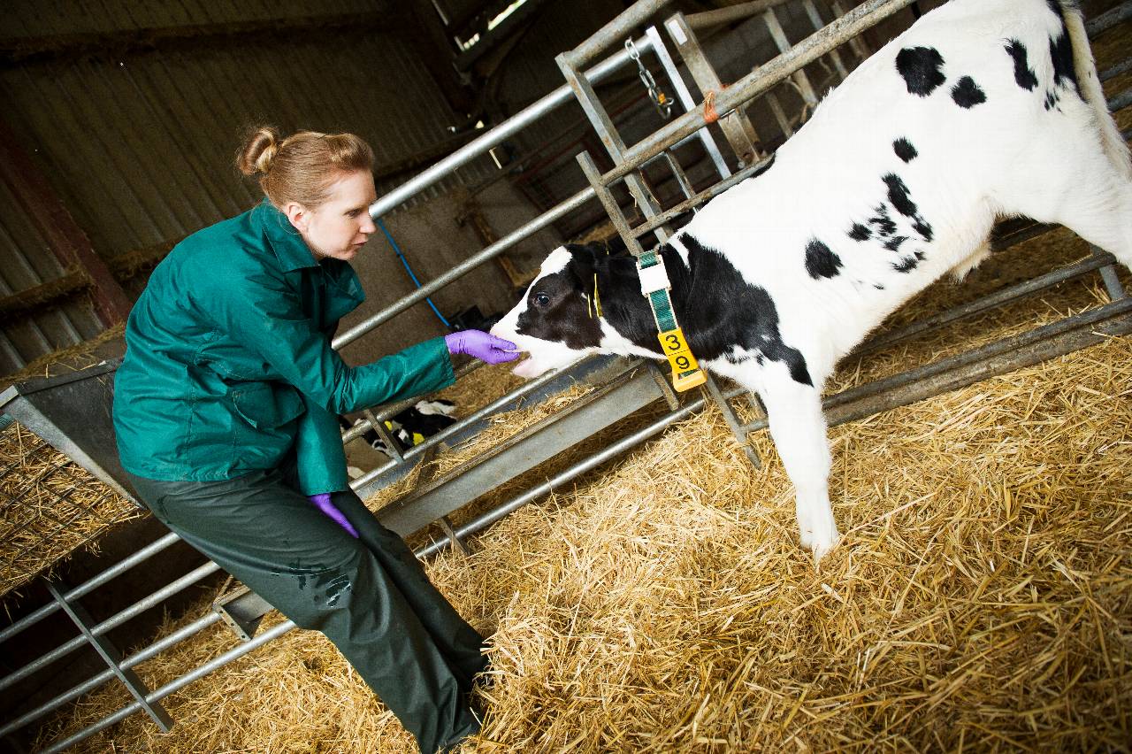 Vet Technician Higher Apprenticeship; Creating opportunities for ...